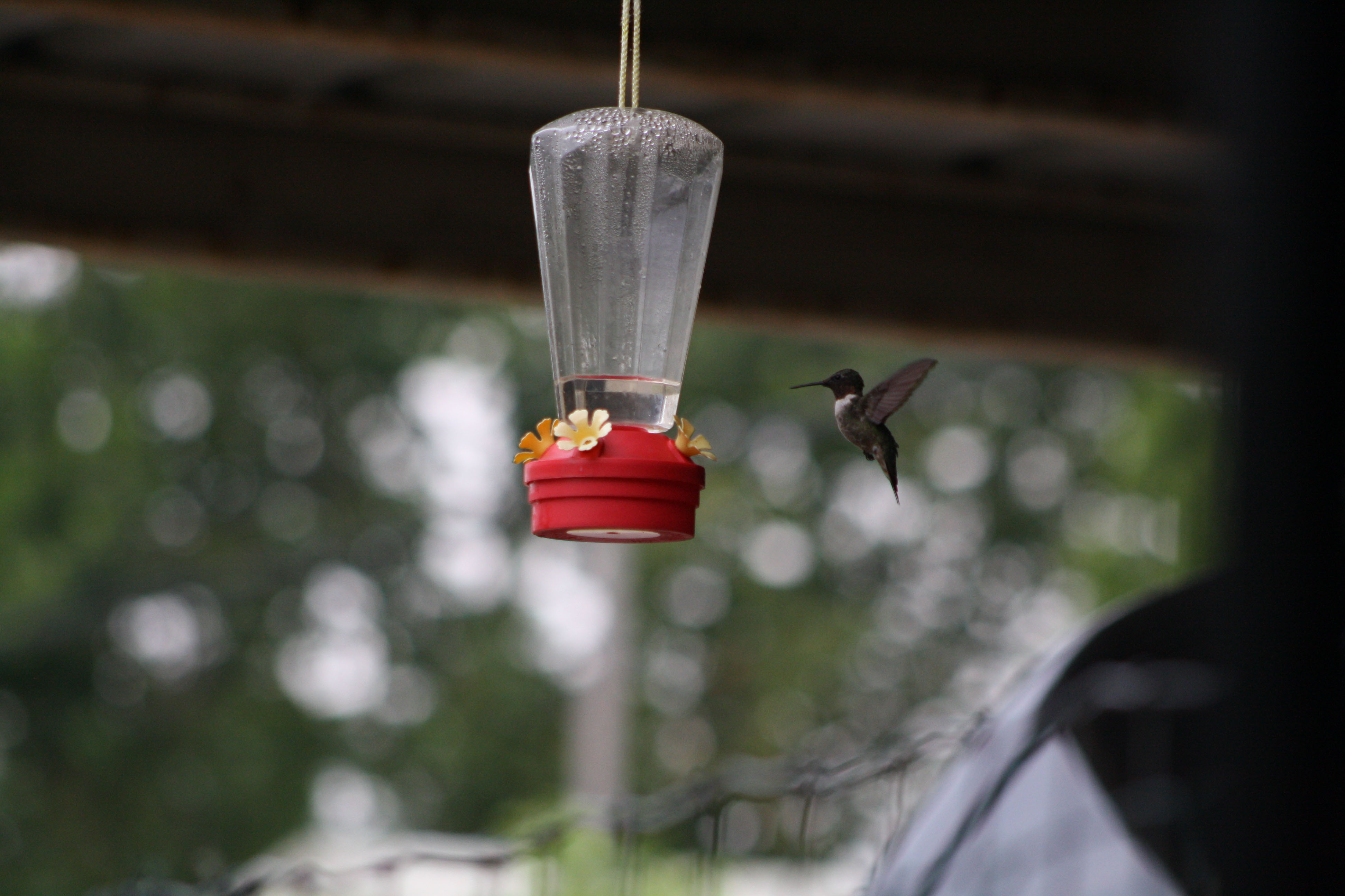 Feeding Time Shutterbug
